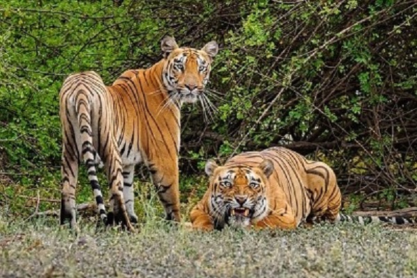 Sariska Tiger Reserve - India-Box - All Indian States, Districts, Languages